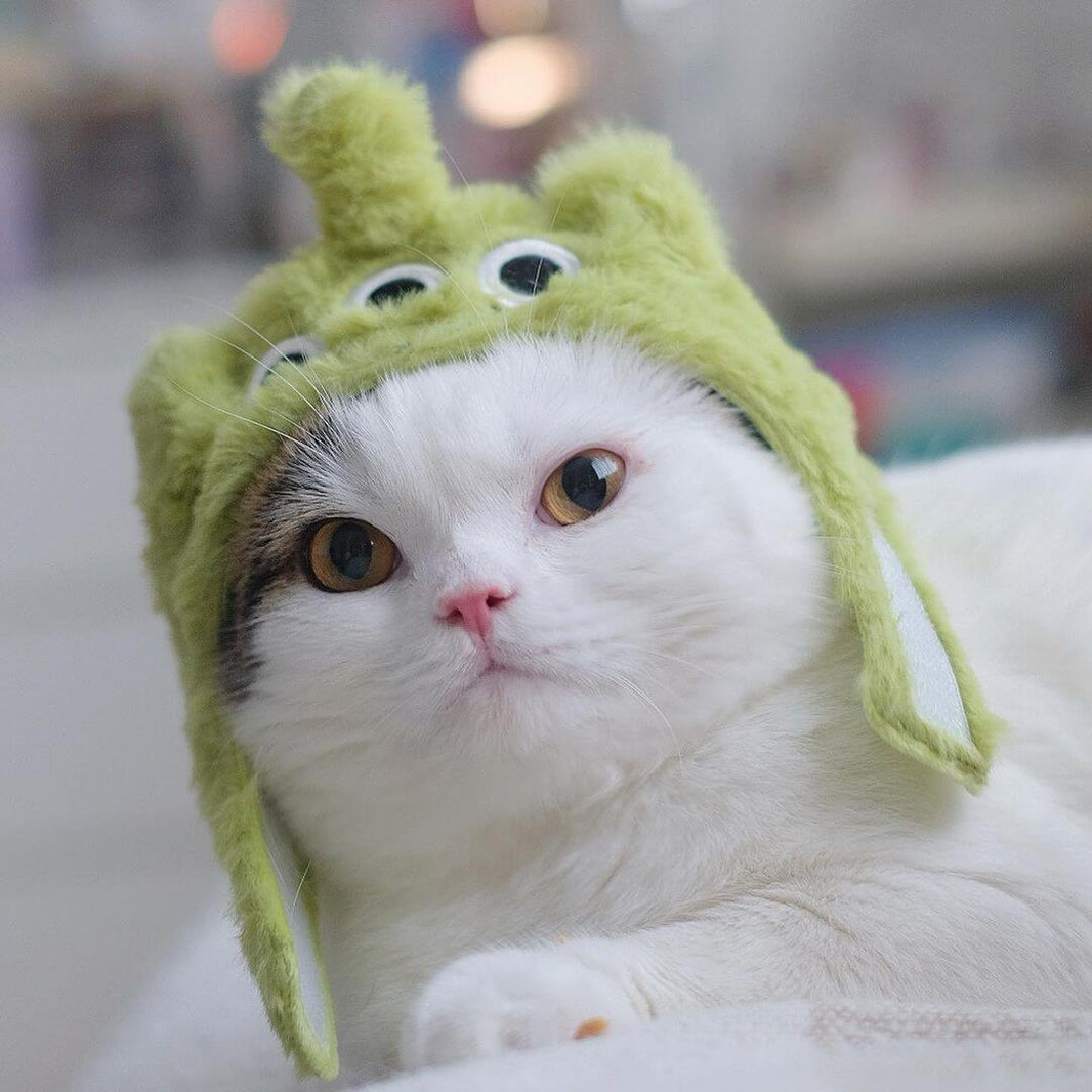 Huh Cat Meme Papercraft Template (Printable PDF, 1:1 & 4") – Petites Paws